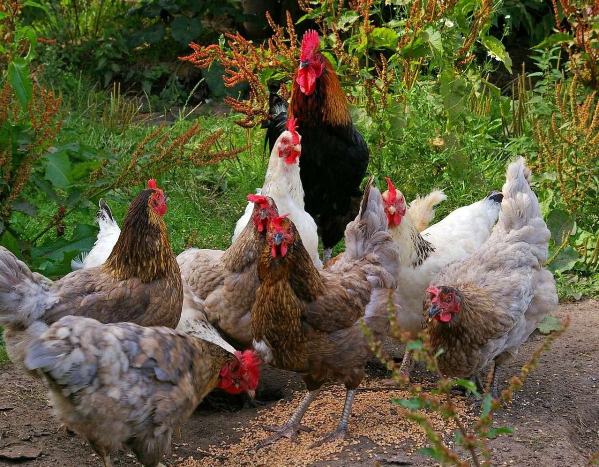 Does Organic Chicken Taste Different Meals To Share